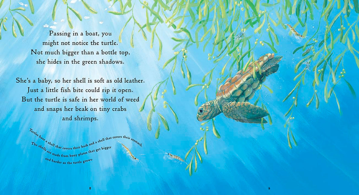 Book: One Tiny Turtle – The Turtle Hospital