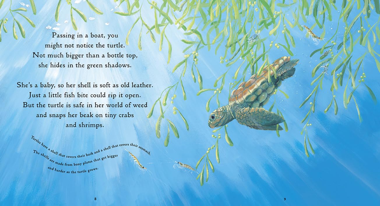 Book: One Tiny Turtle – The Turtle Hospital