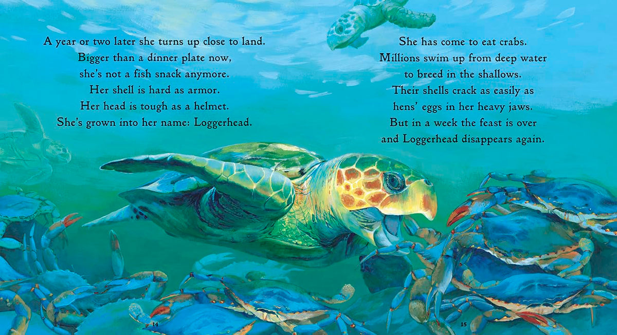 Book: One Tiny Turtle – The Turtle Hospital