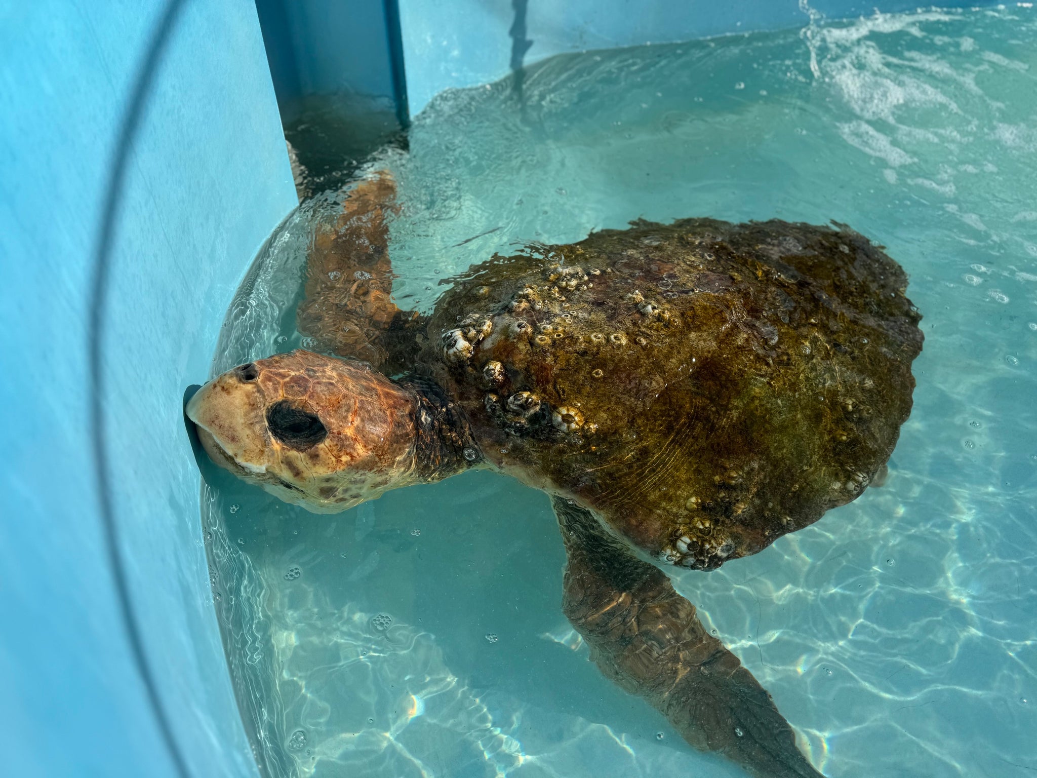 Adoption- Loggerhead Rehabilitation – The Turtle Hospital