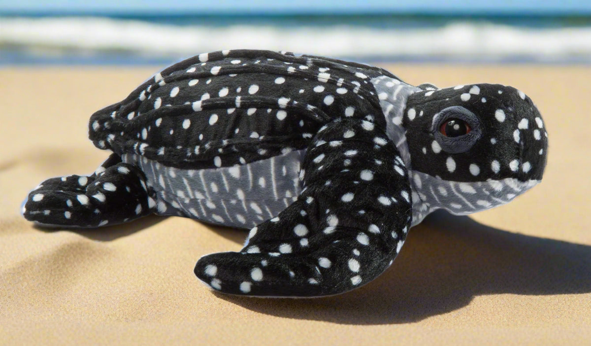 Summer Adoption – The Turtle Hospital