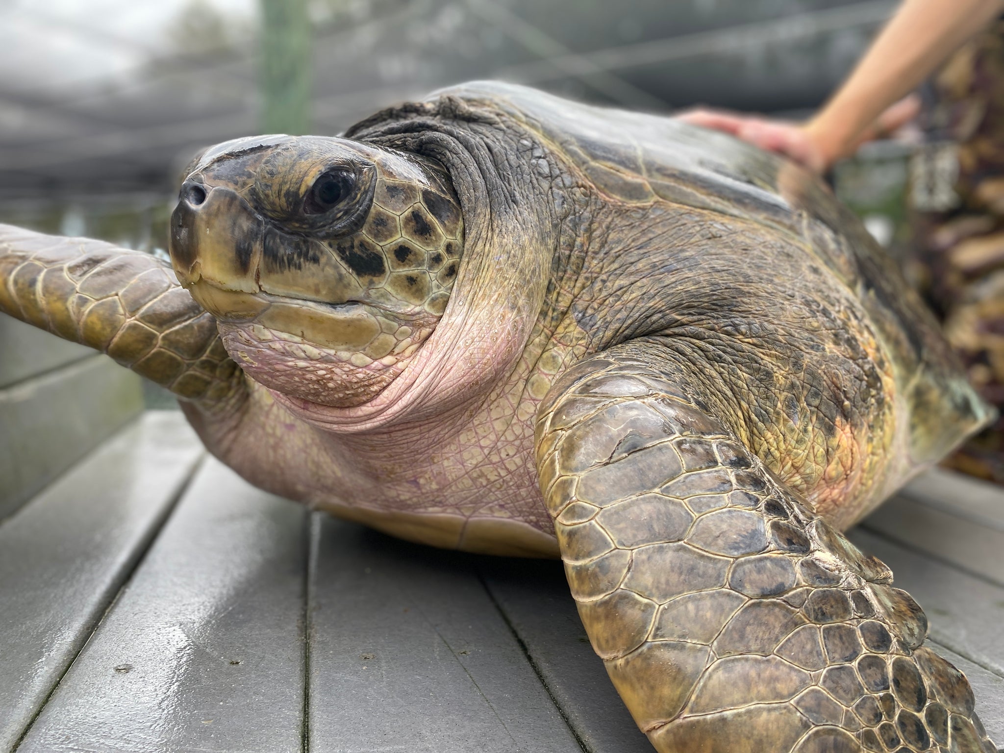 Donation of $10,000 – The Turtle Hospital