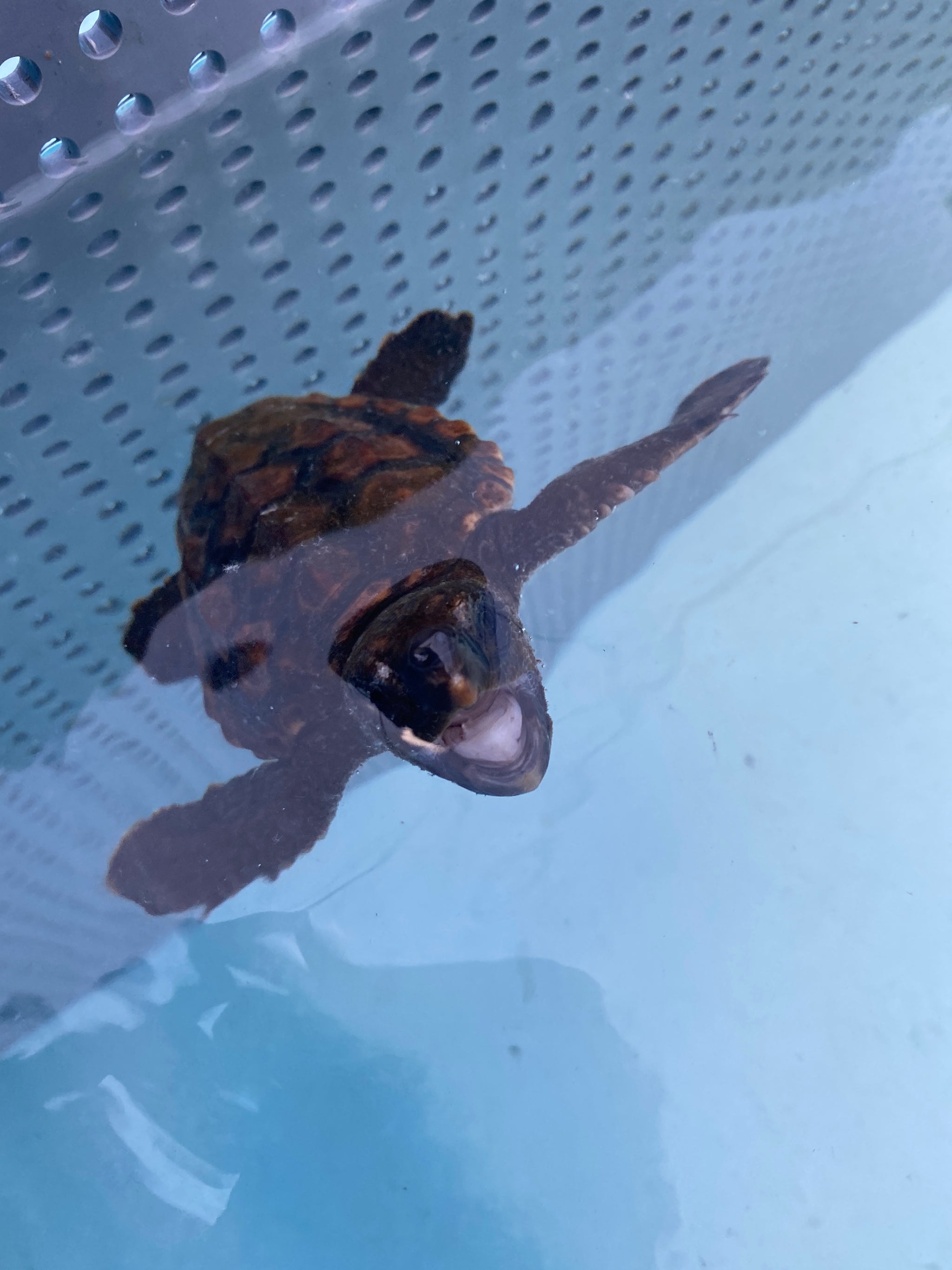 Hatchling Donation – The Turtle Hospital